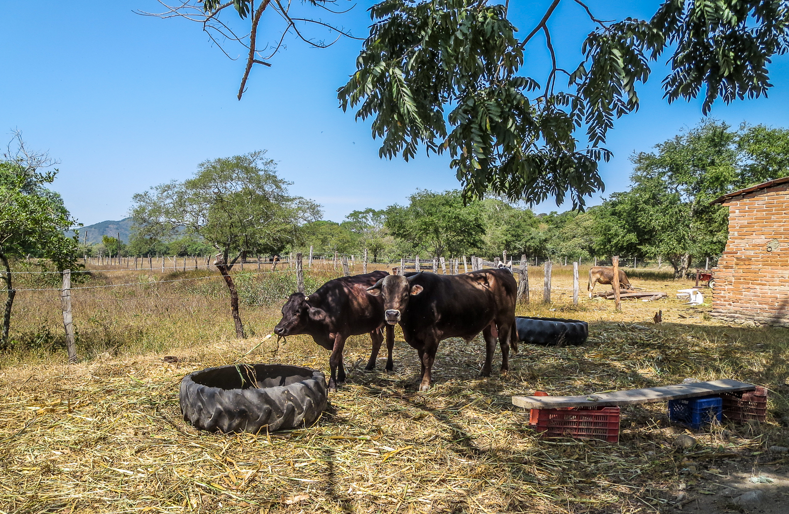 Rural El Tuito ~ Not Available Yet - Puerto Vallarta Walking Tours